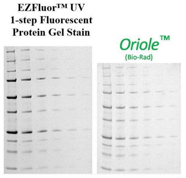 EZFluor™ UV 1-step Fluorescent Protein Gel Stain (1L) | SCT147-1L